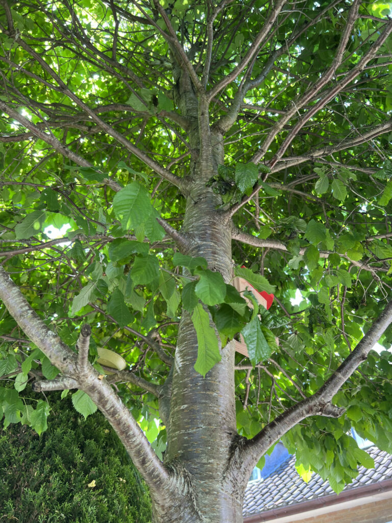 Control Aphids In Cherry Trees Naturally By Releasing Ladybirds