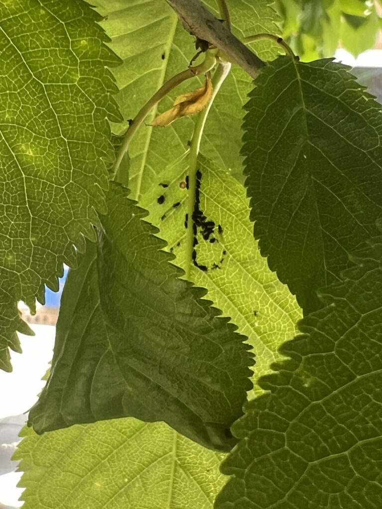 Control Aphids In Cherry Trees Naturally By Releasing Ladybirds