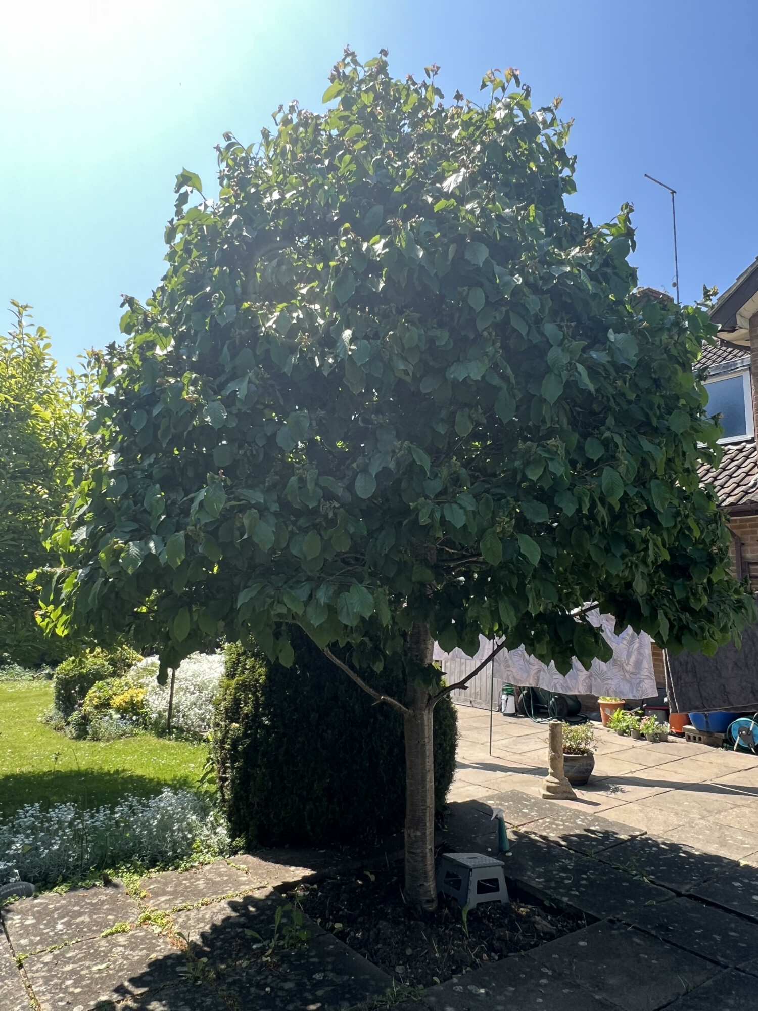 Control Aphids In Cherry Trees Naturally By Releasing Ladybirds