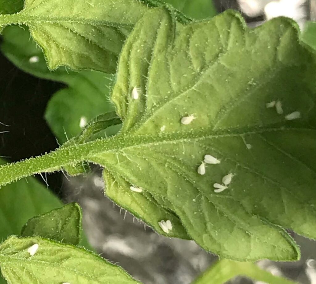 Our guide to treating Whitefly with Encarsia Bio-control - Green Gardener