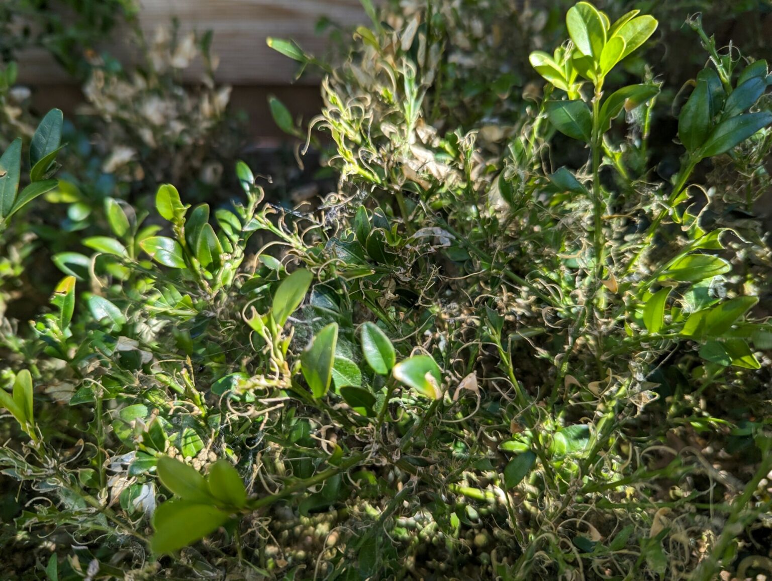 Box Tree Caterpillar Decimation - Green Gardener