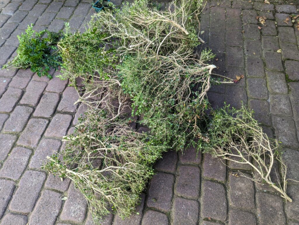 Box Tree Caterpillar Decimation - Green Gardener