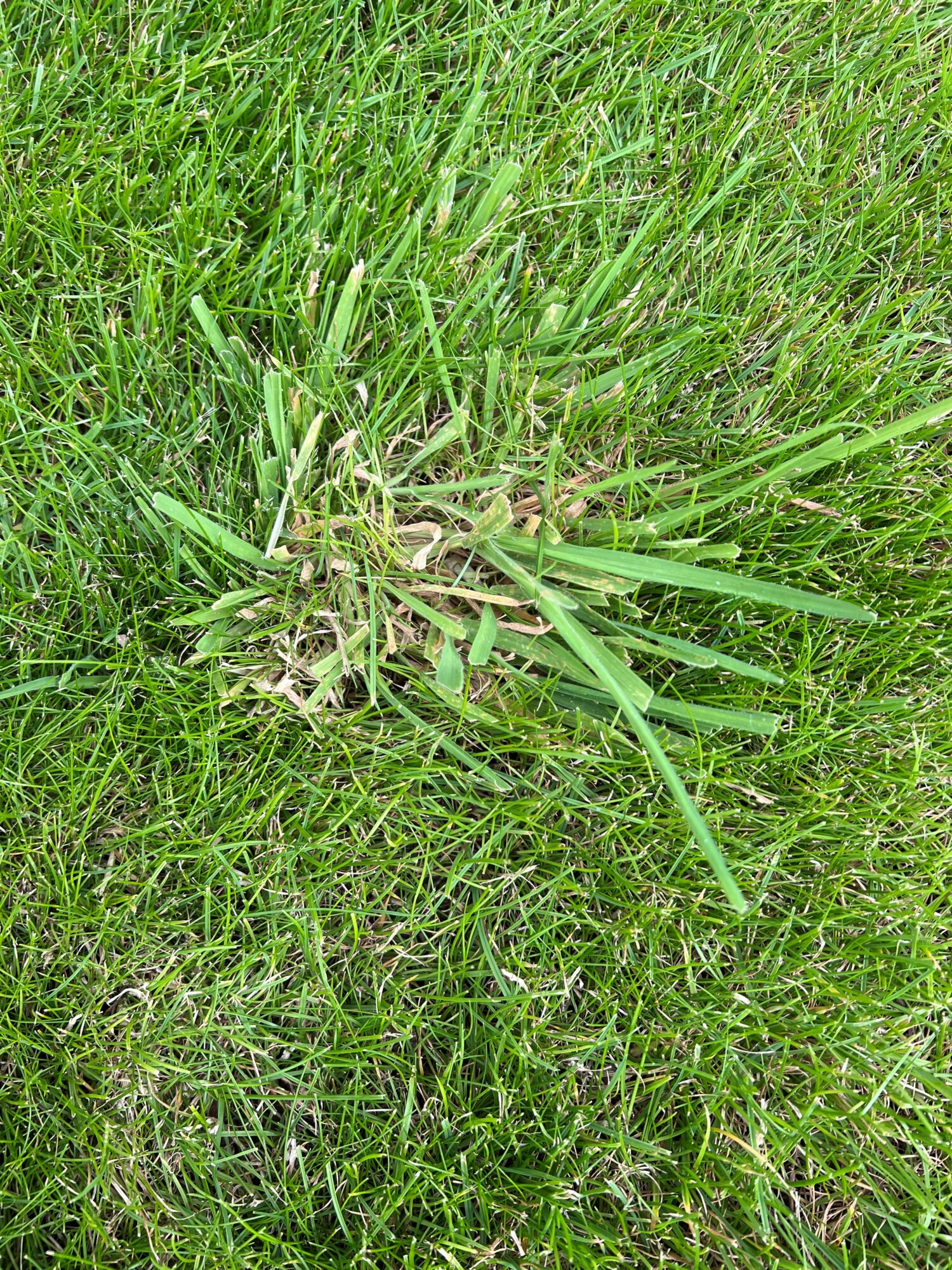 Customer Question - Lawn Problem? - Green Gardener
