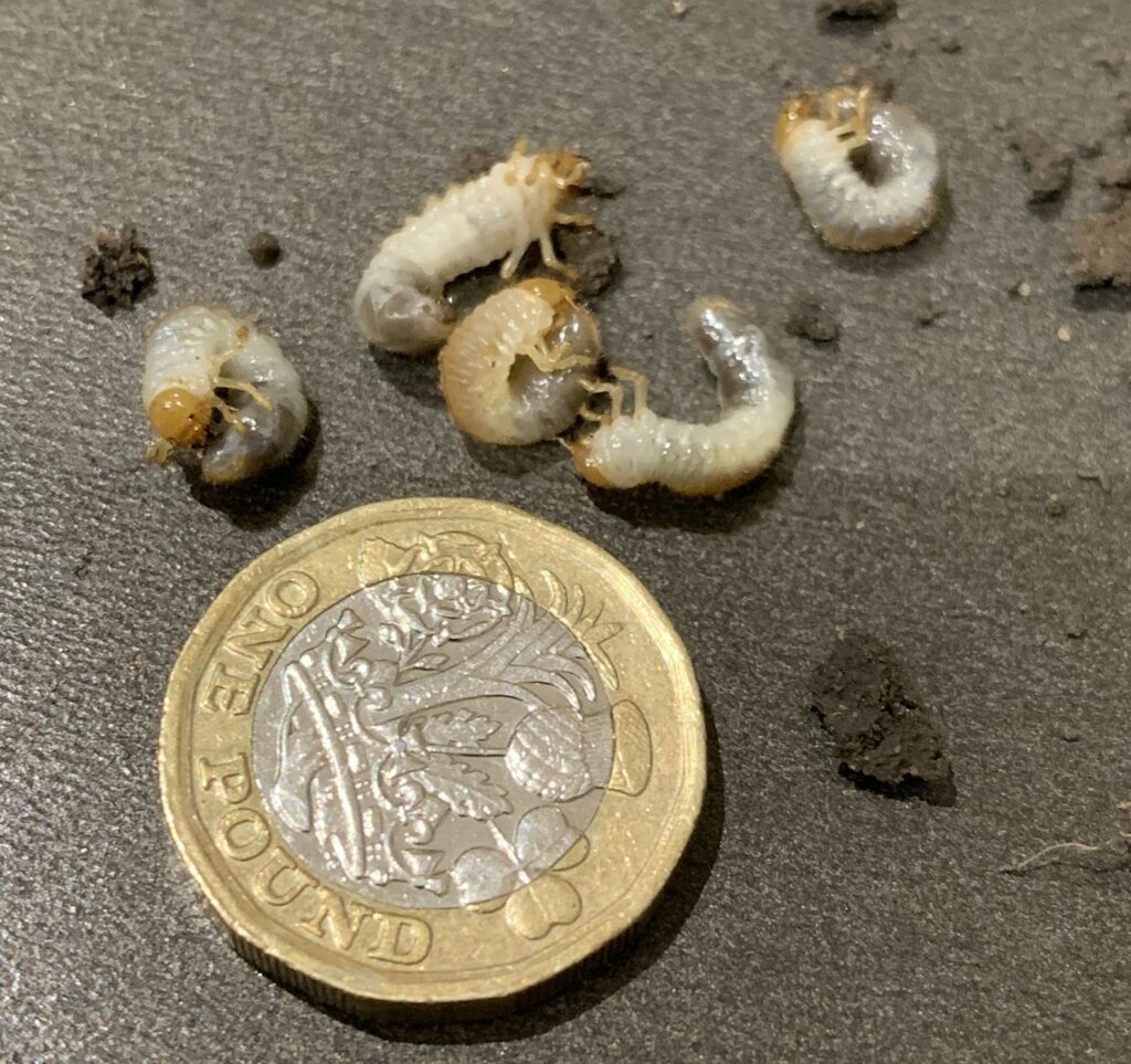 Customer Question - Is this lawn pest Chafer Grub? - Green Gardener