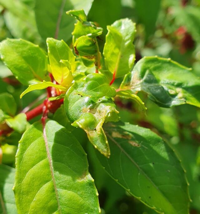 Fuchsia Gall Mite - Green Gardener