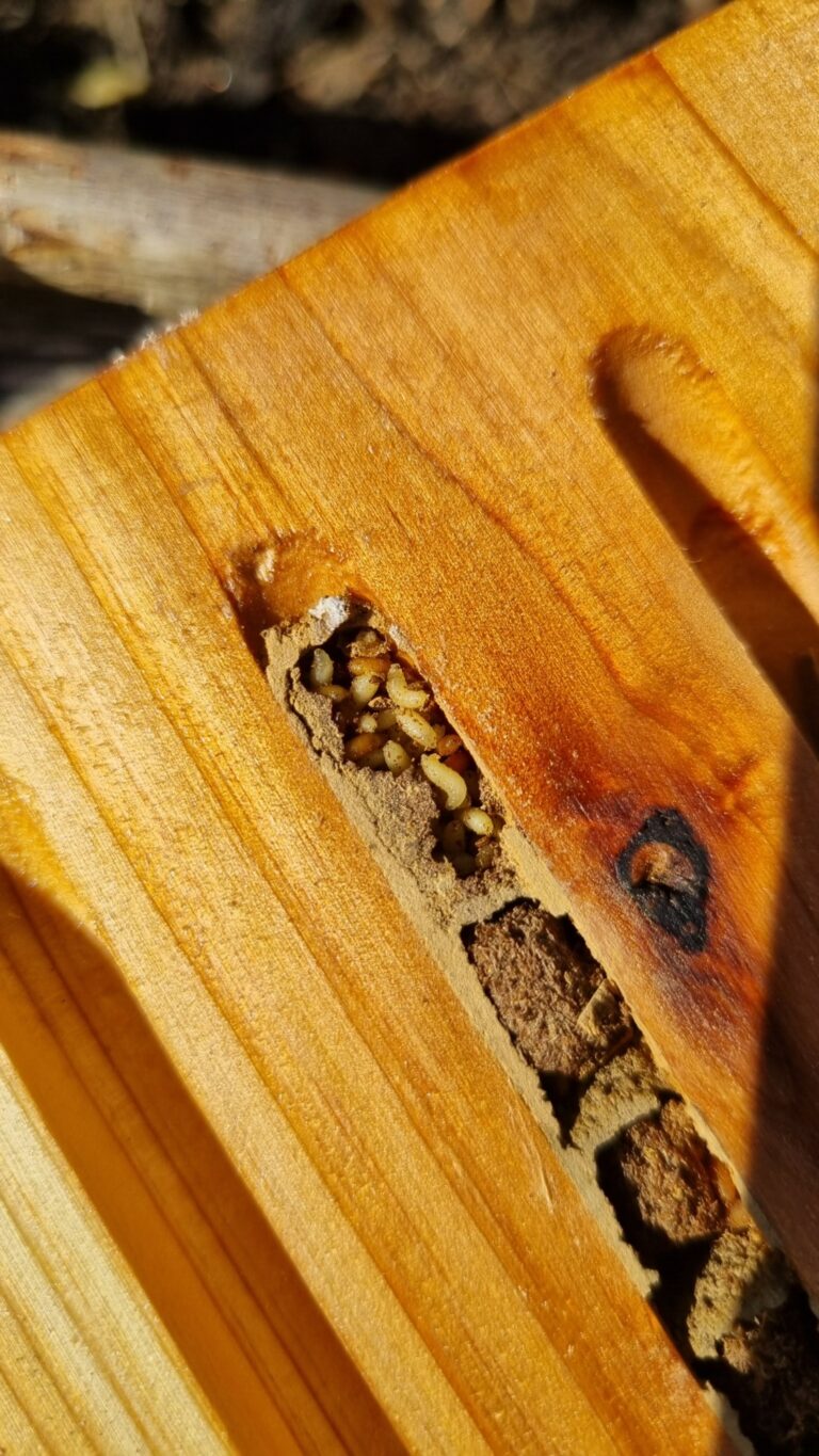 Maggots in solitary Bee Nest? - Green Gardener