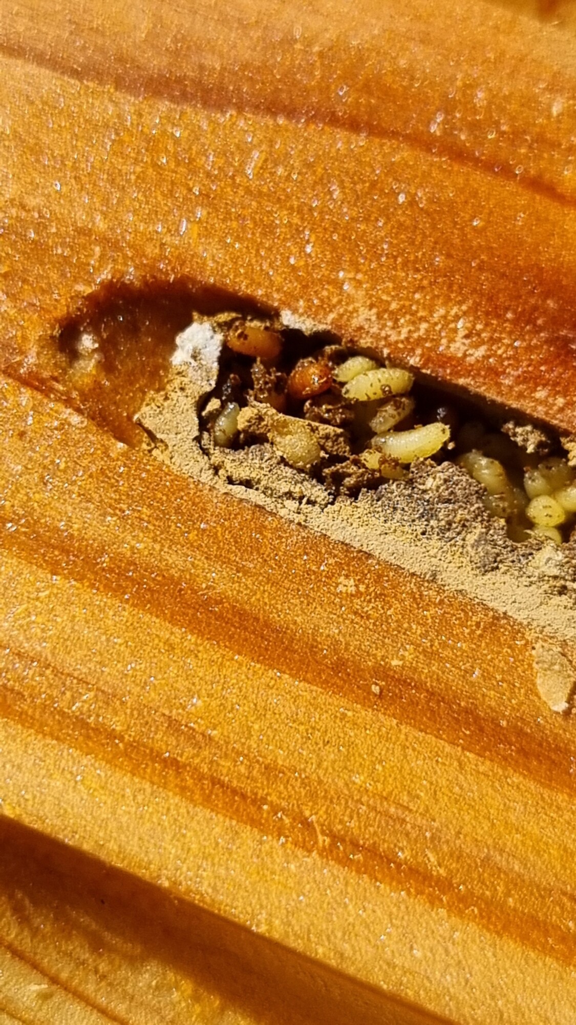 Maggots in solitary Bee Nest? - Green Gardener