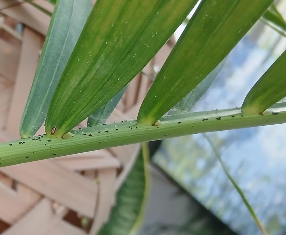 Parlour Palm Pest? - Green Gardener
