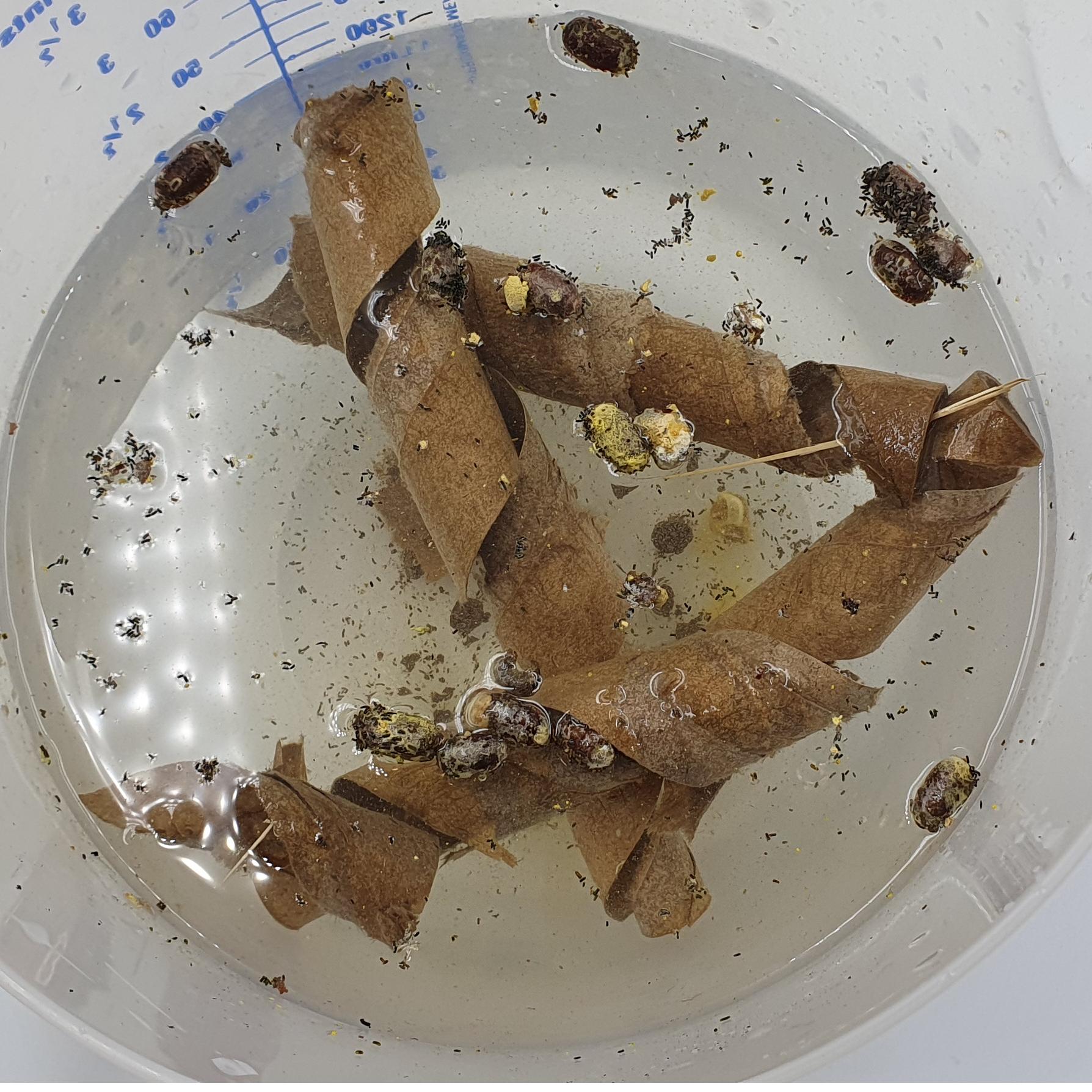 Harvesting Solitary Bee Cocoons - Green Gardener