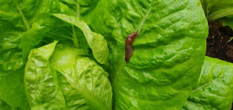 How to stop slugs using slug nematodes - Green Gardener